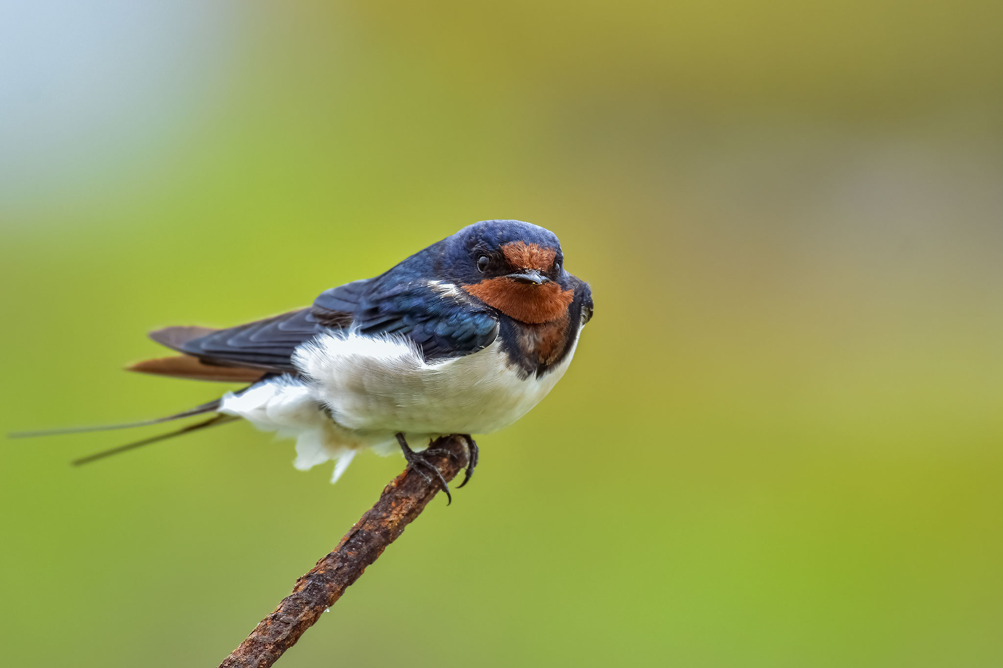 Rauchschwalbe | Vogel-Lexikon | Vögel Deutschland