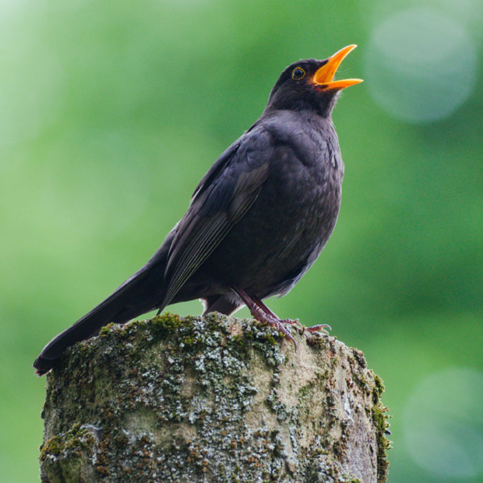Die Amsel | Vivara Vogel-Lexikon