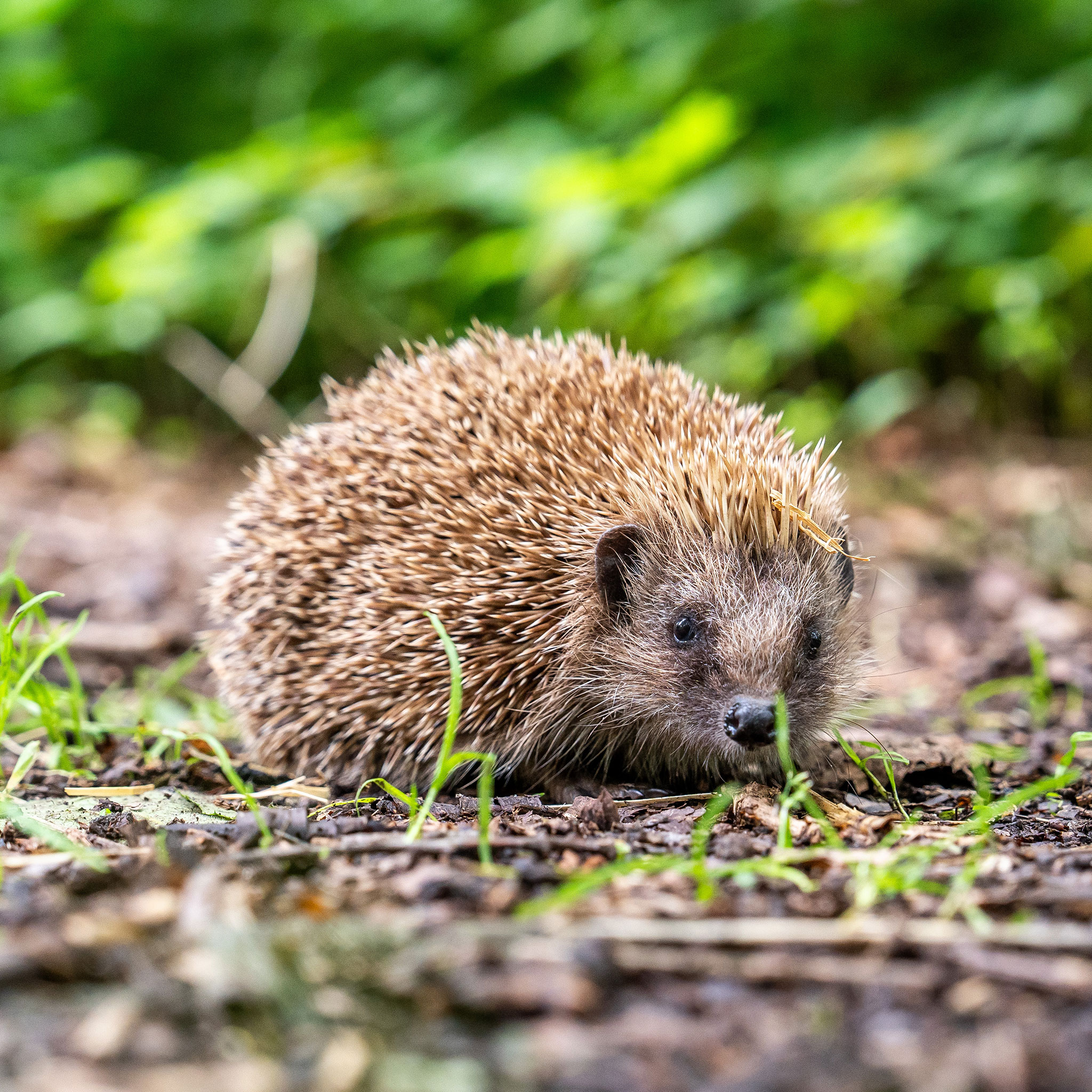 Steckbrief zum Igel in unserem Säugetier-Lexikon
